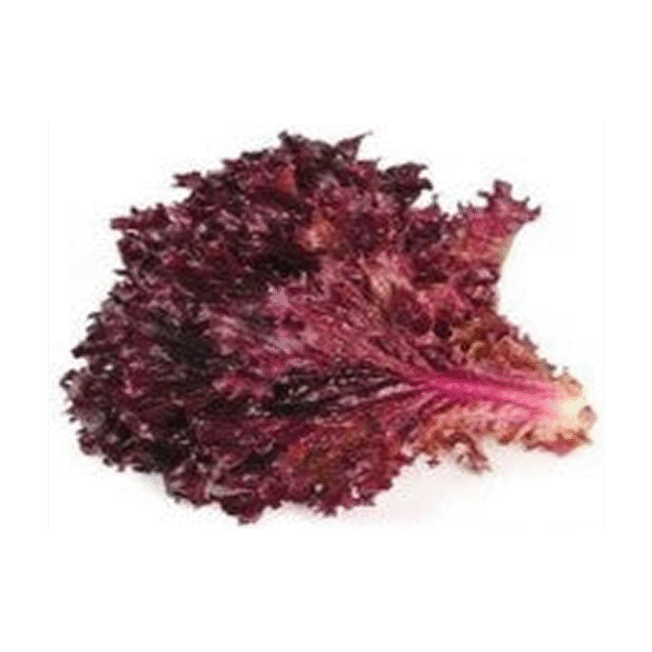 Iris Hybrid Red Lettuce Seeds - Curly, Nutty Flavor, All Seasons ...